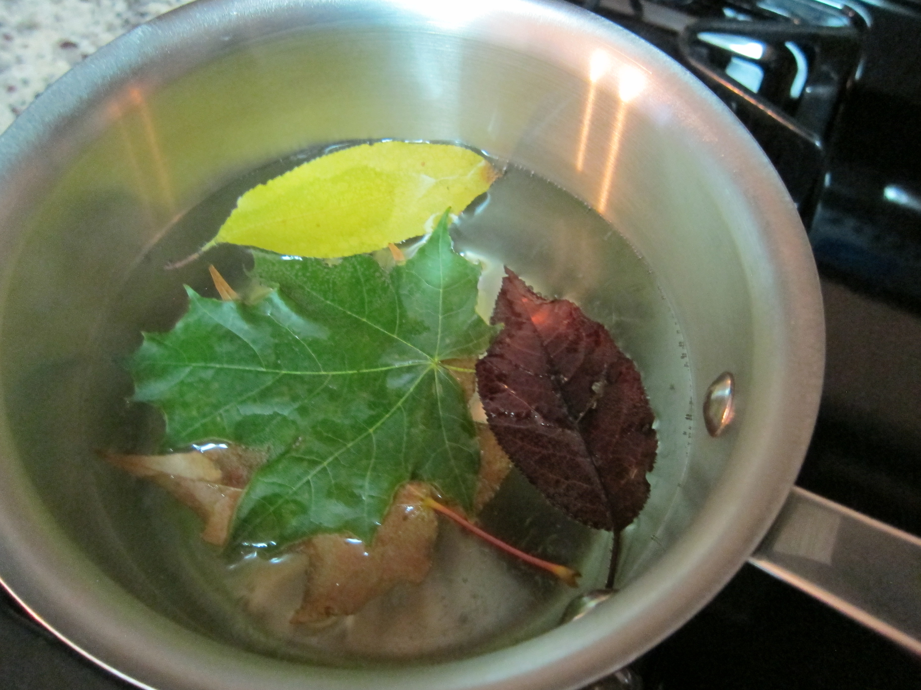 Leaf Color Experiment – joyful parenting