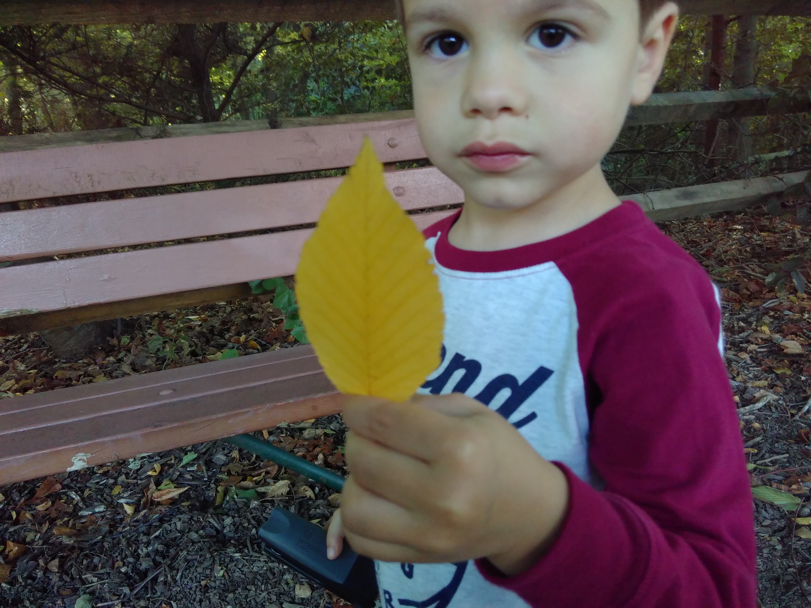 Fall Find It – joyful parenting