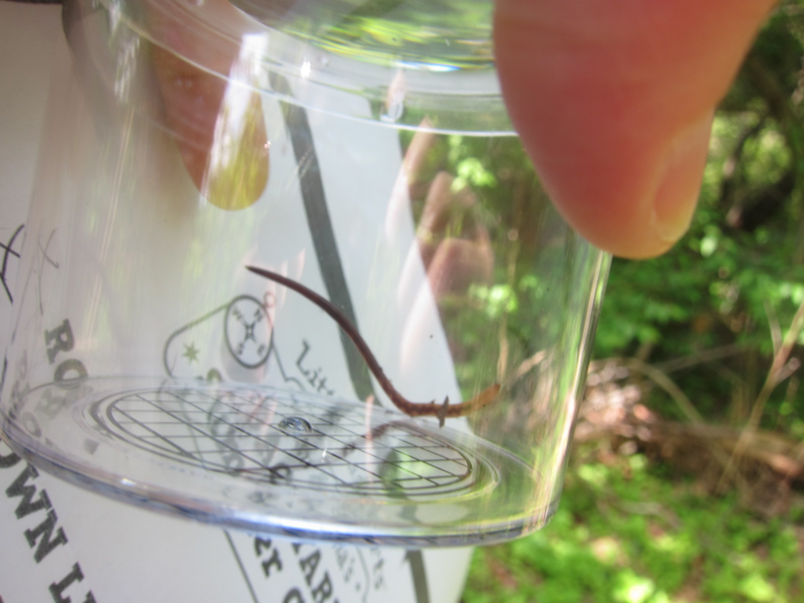 Early Explorers Insects – joyful parenting