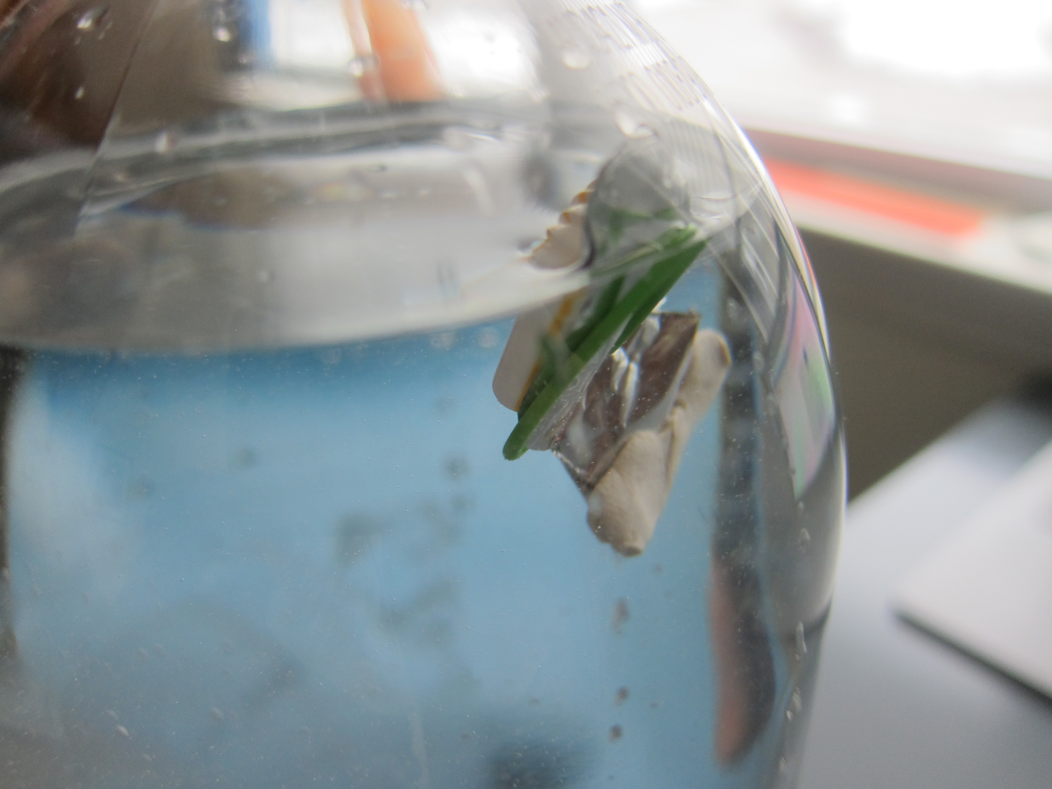 Cartesian Diver – joyful parenting