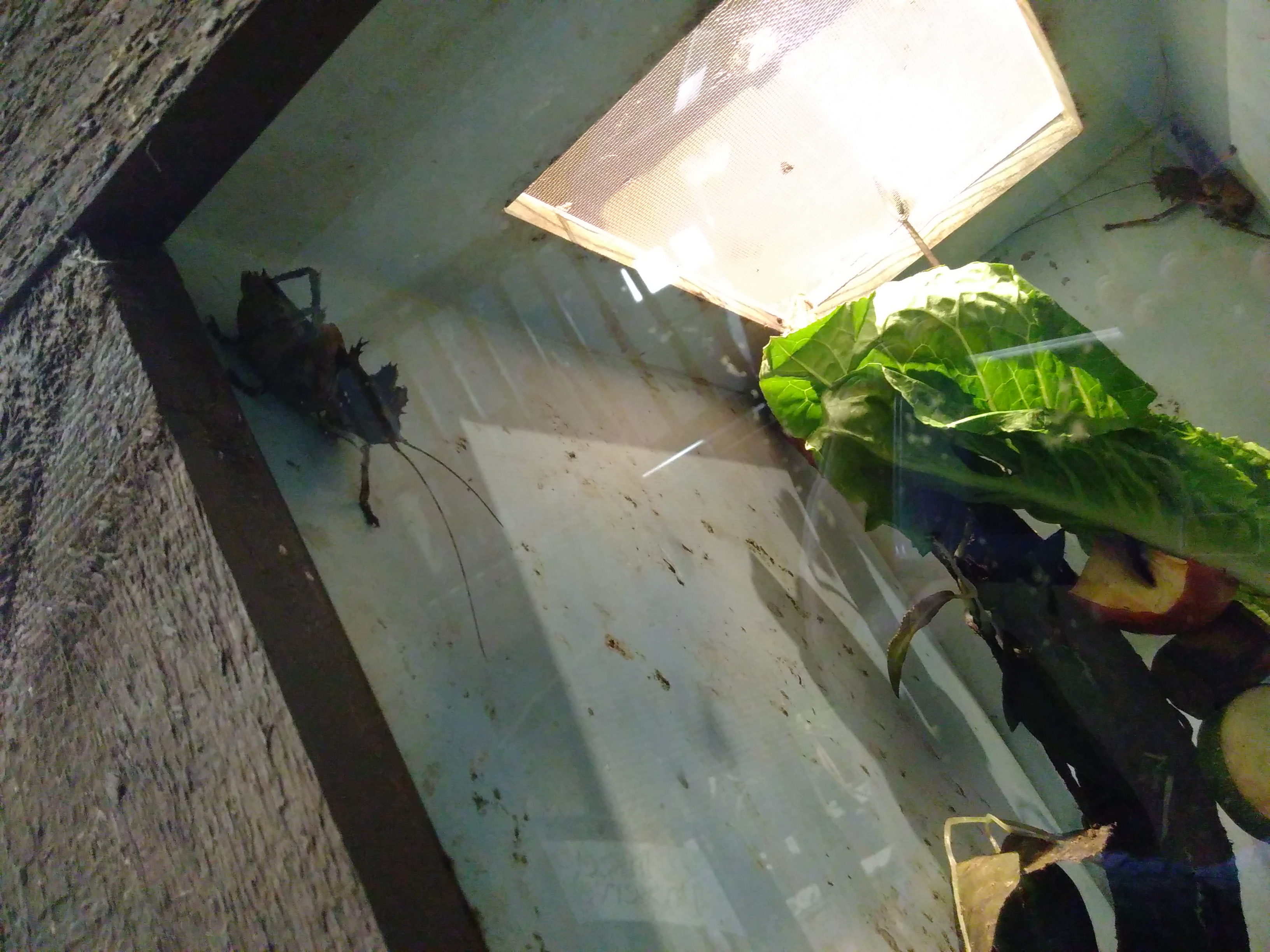 Gallant Challenge: Bugged – joyful parenting