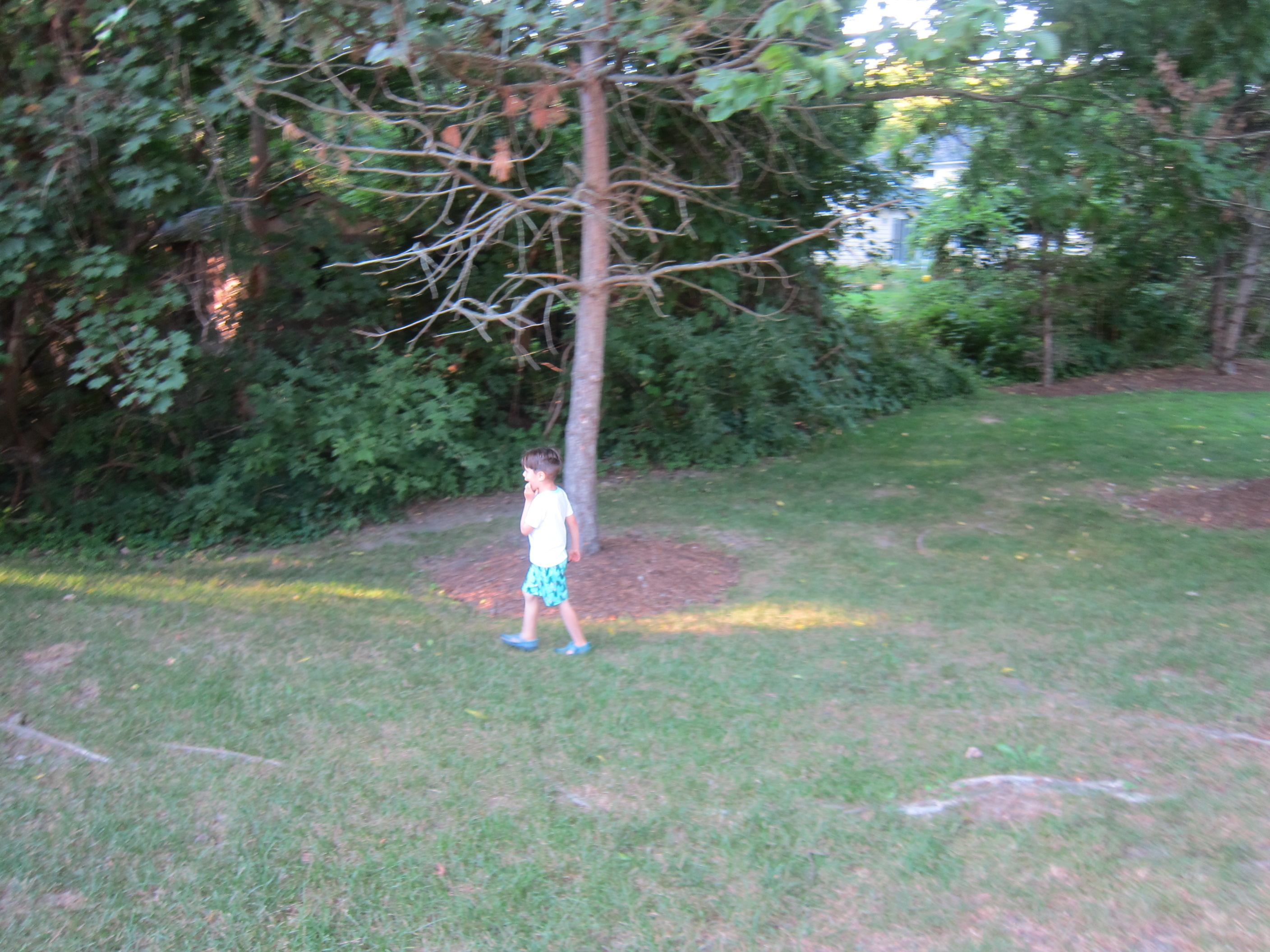 Start a Tree – joyful parenting