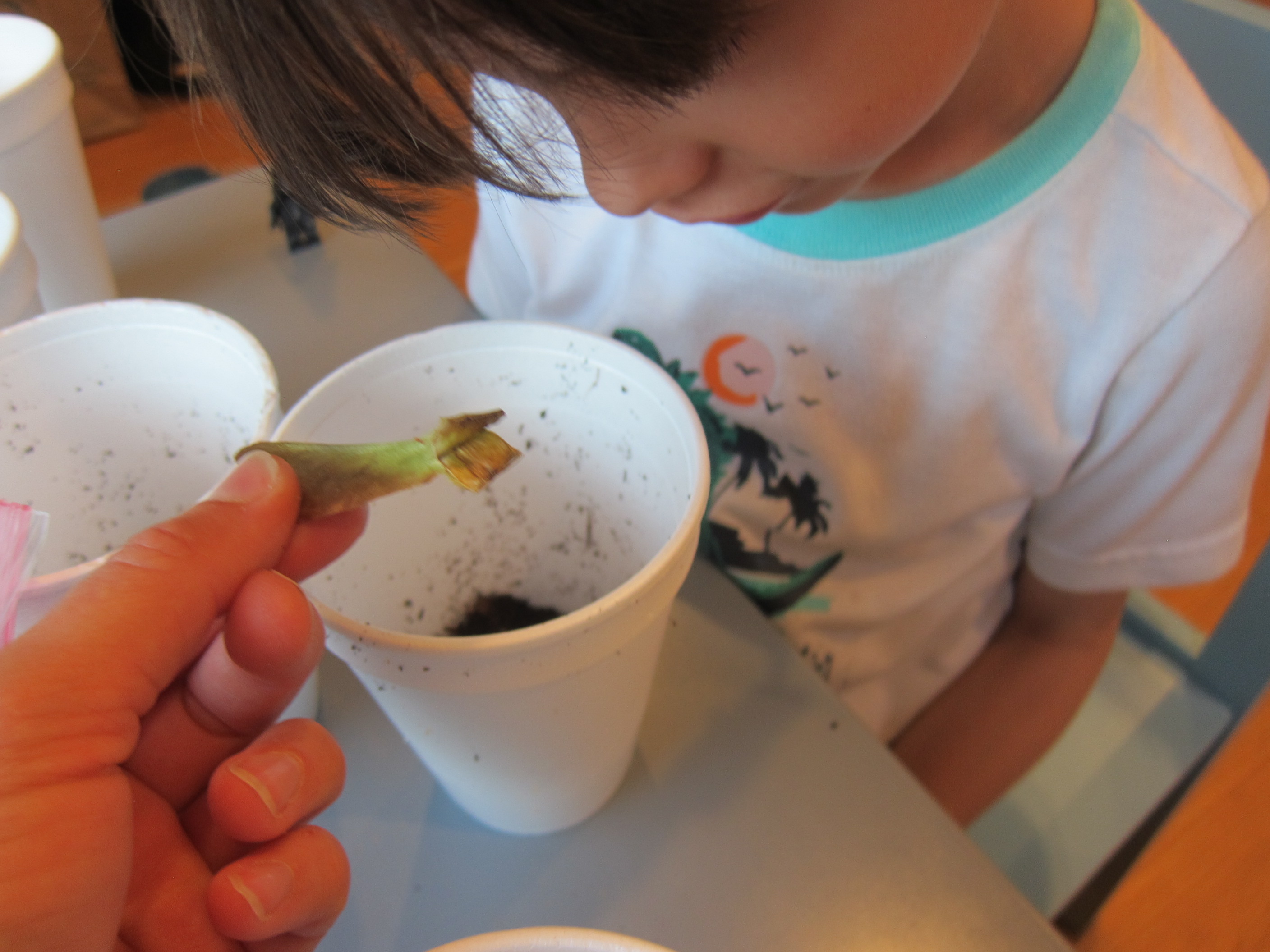 Start a Tree – joyful parenting