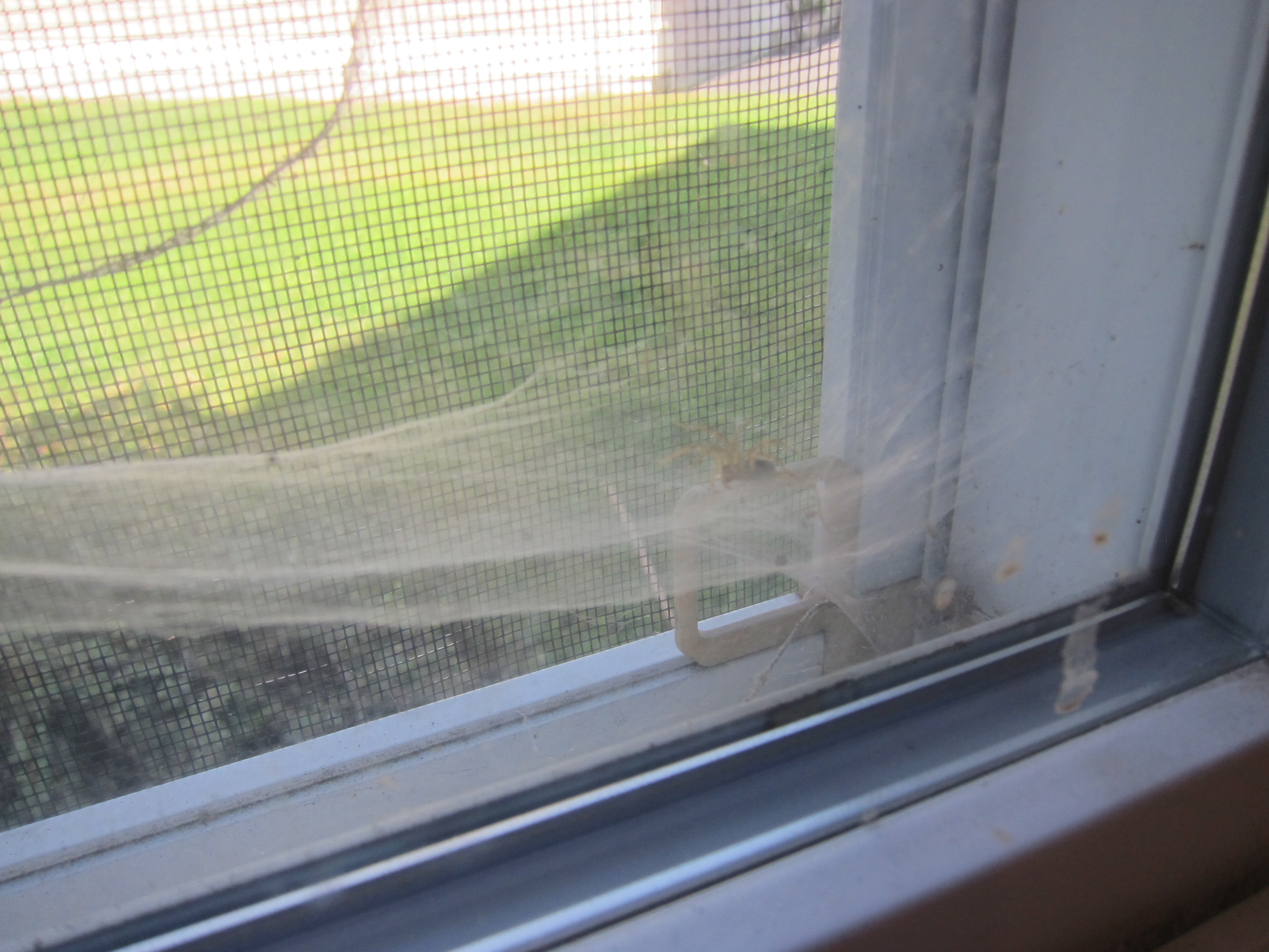 Halloween Countdown Day 2: Spider Web Stroll – joyful parenting