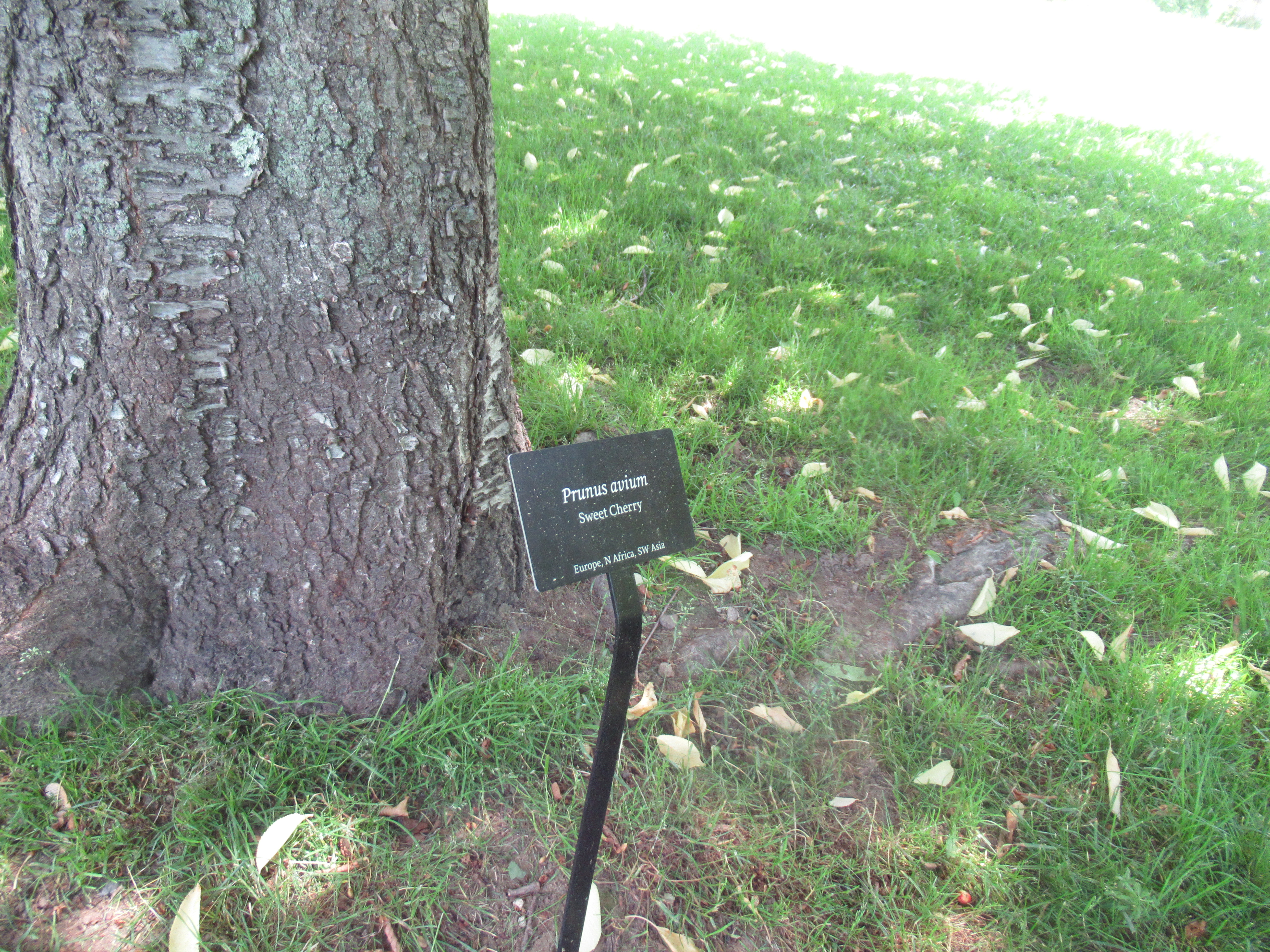 My Tree Journal – joyful parenting